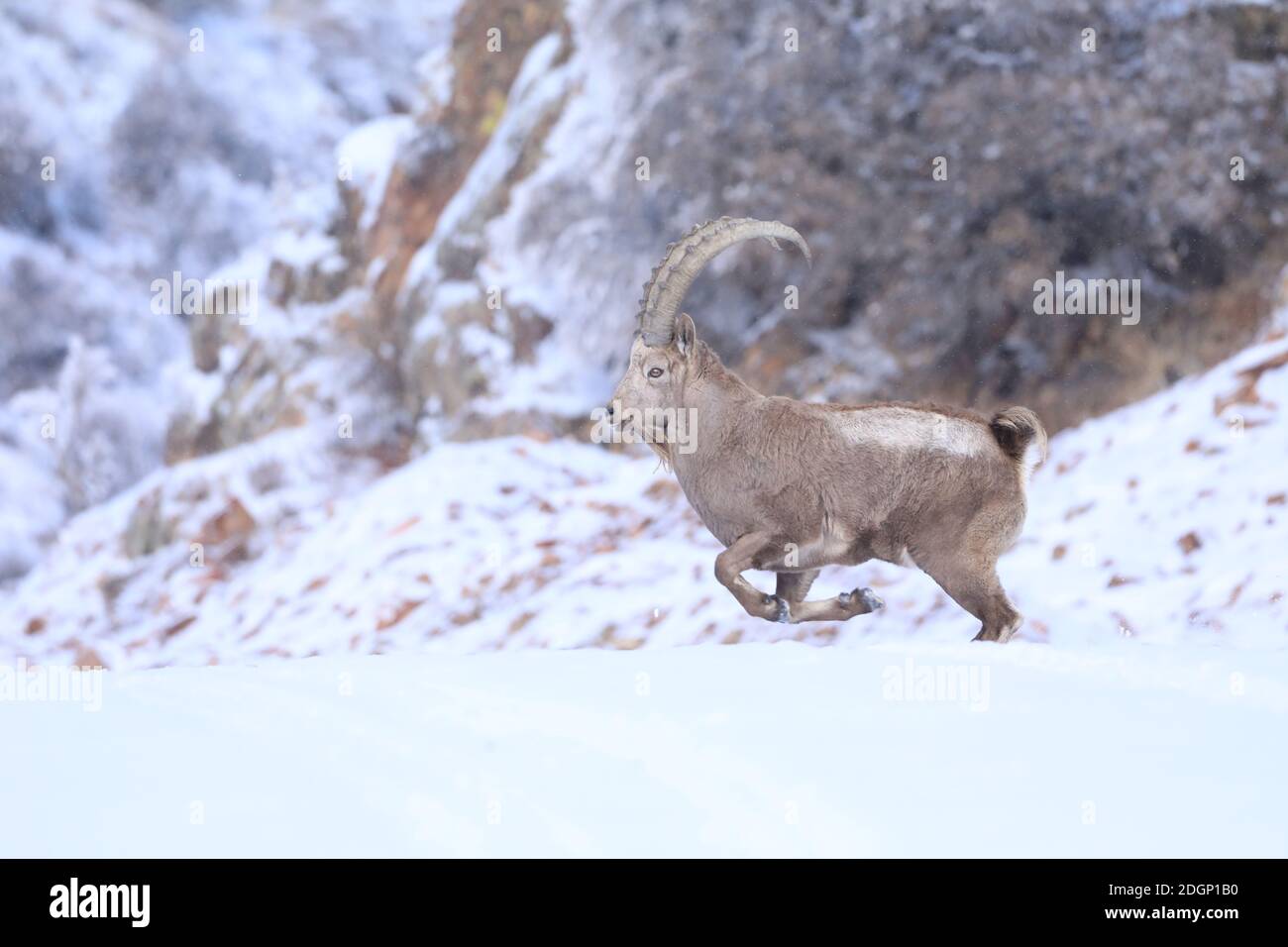 Goat king hi-res stock photography and images - Alamy