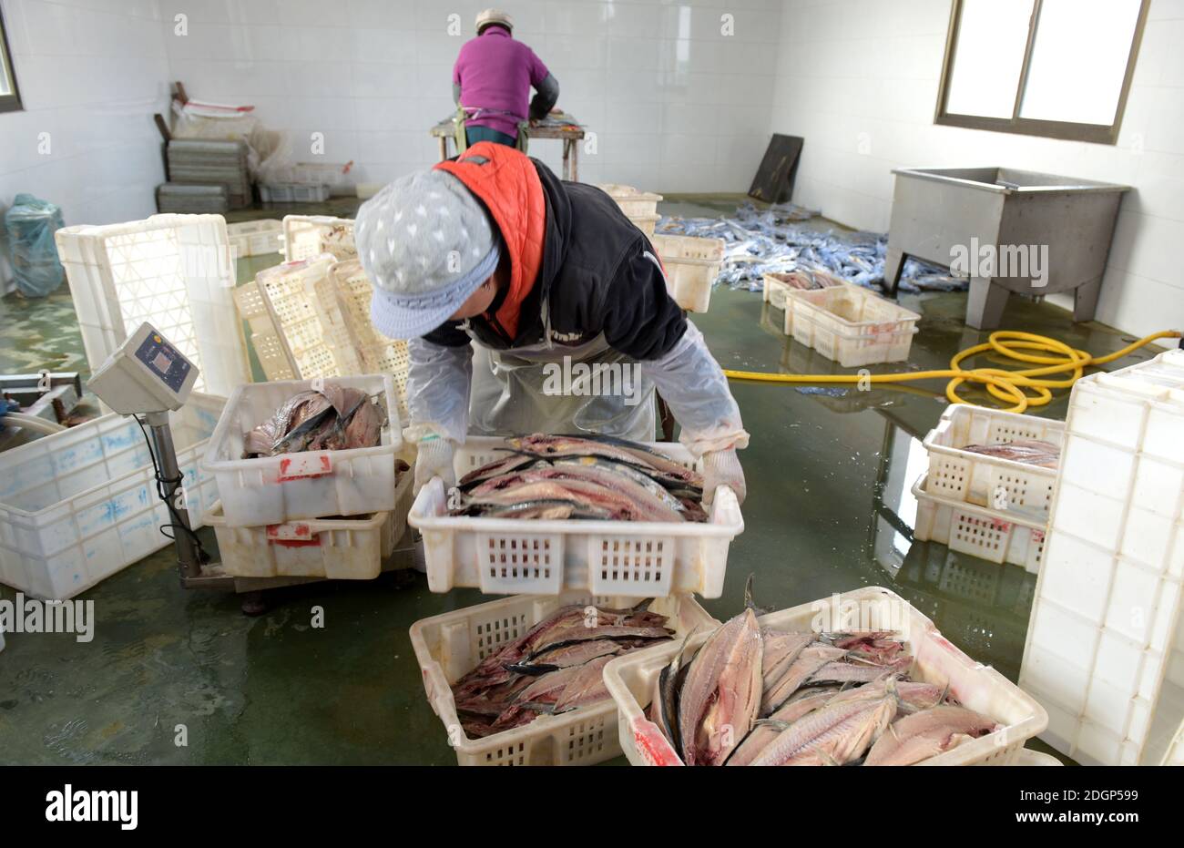 Fishermen are drying fish in a yard in Rongcheng city, east China's ...