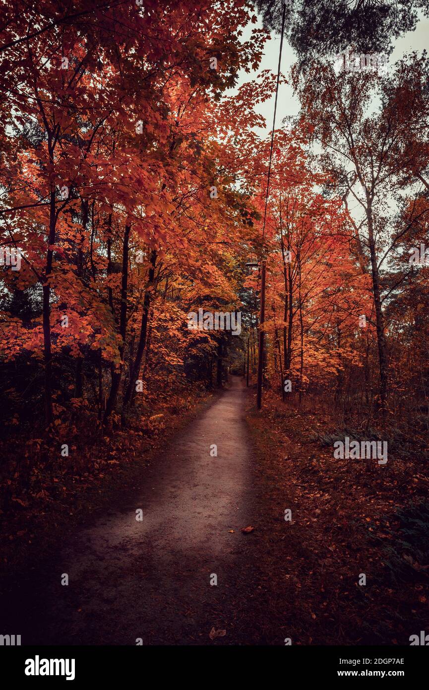 a moody autumn day in the world. whit great color and halloween feeling ...