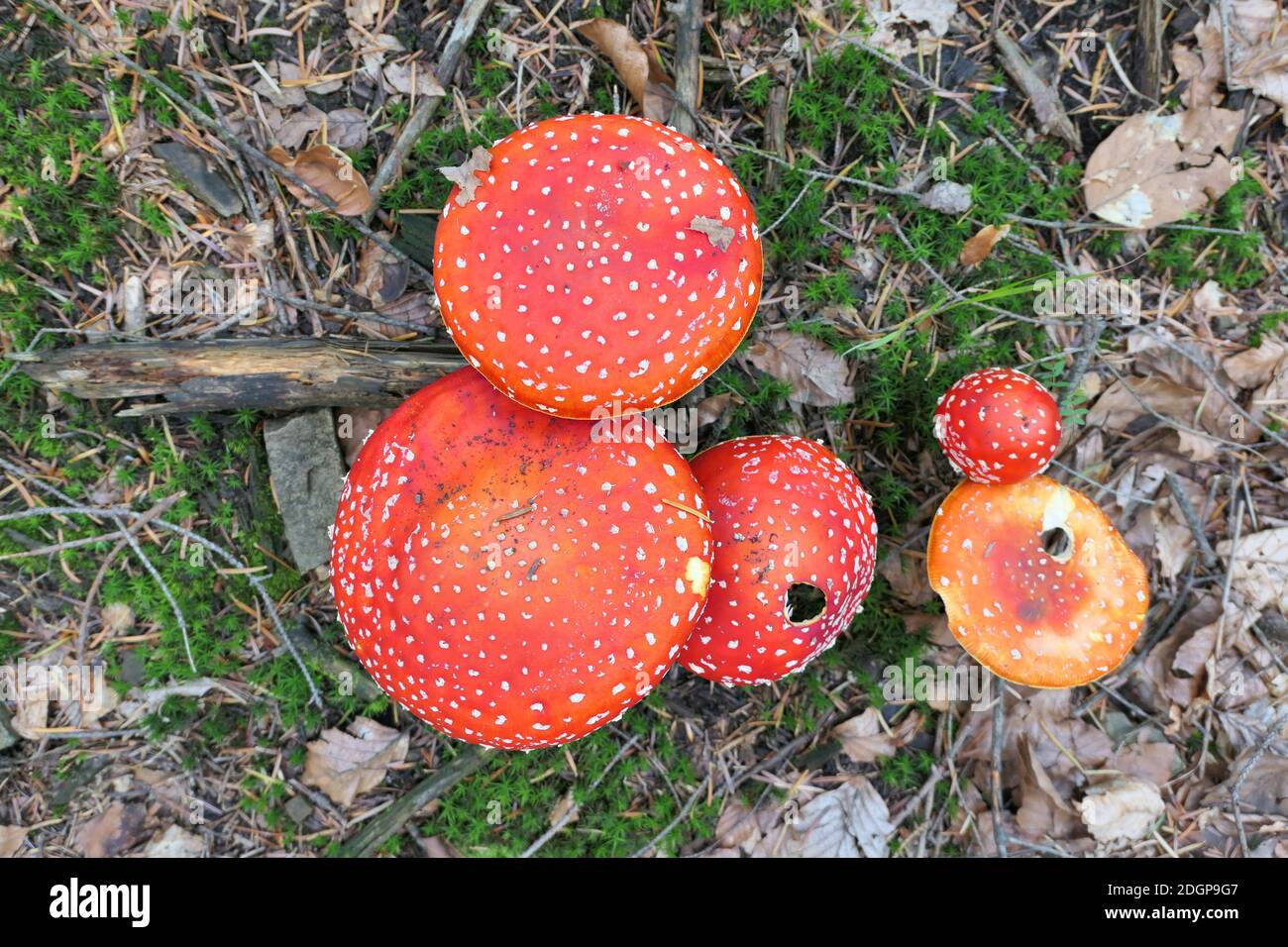 Red toadstools family growing in forest. Top view Stock Photo - Alamy