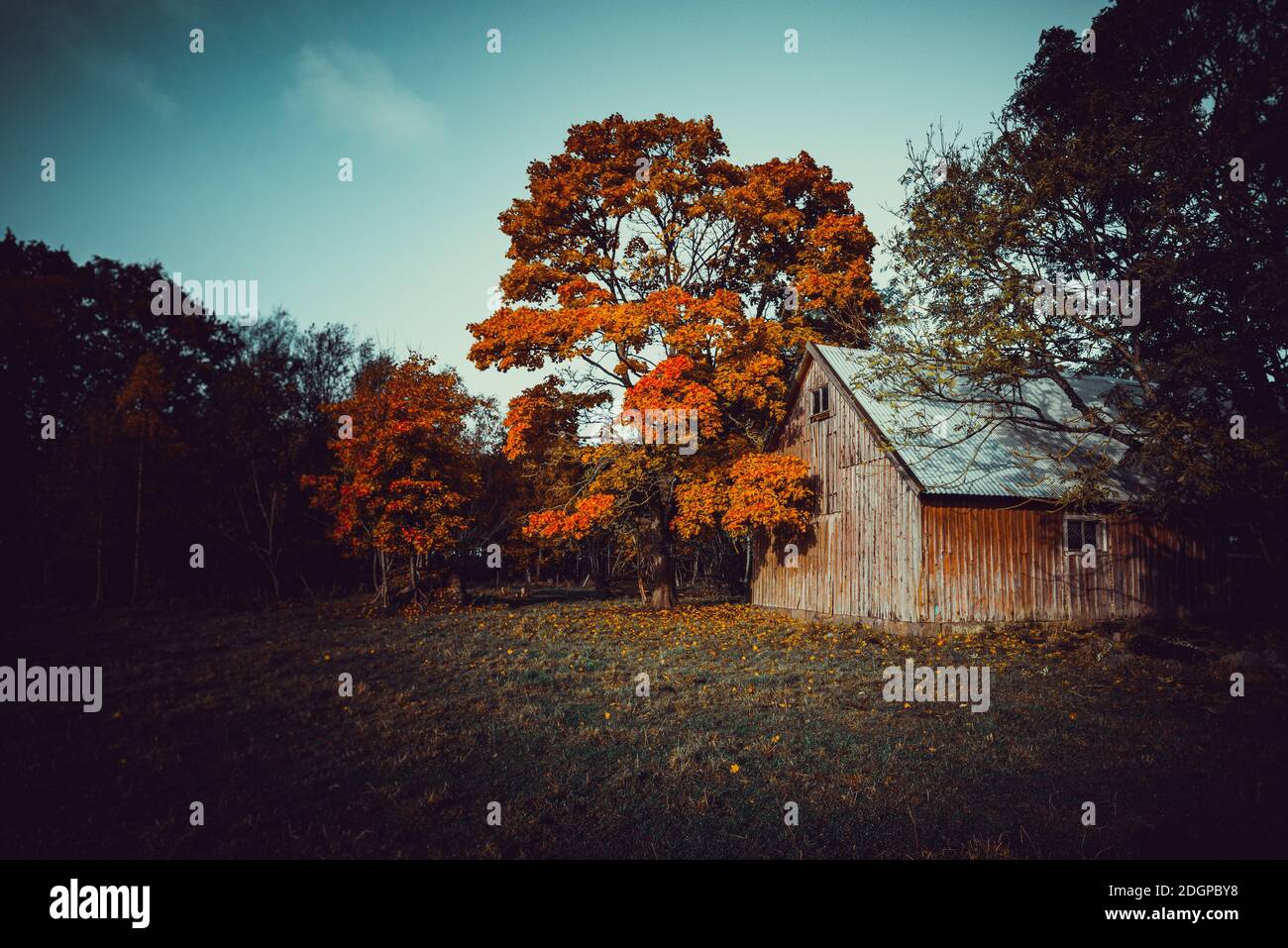 a moody autumn day in the world. whit great color and halloween feeling ...