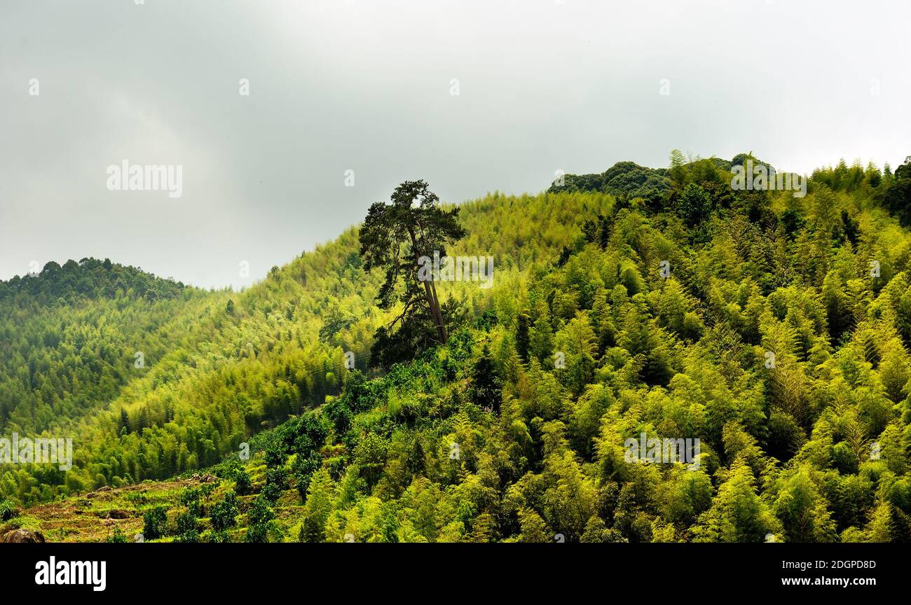 One huge tree dominating others. Mountain forest in Southern China ...