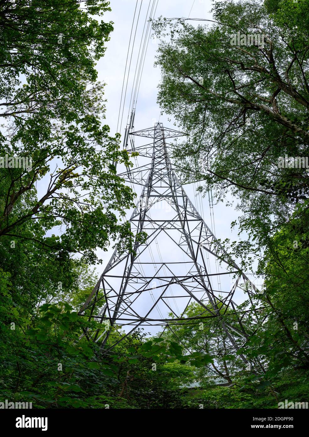 Pylon leaf hi-res stock photography and images - Alamy