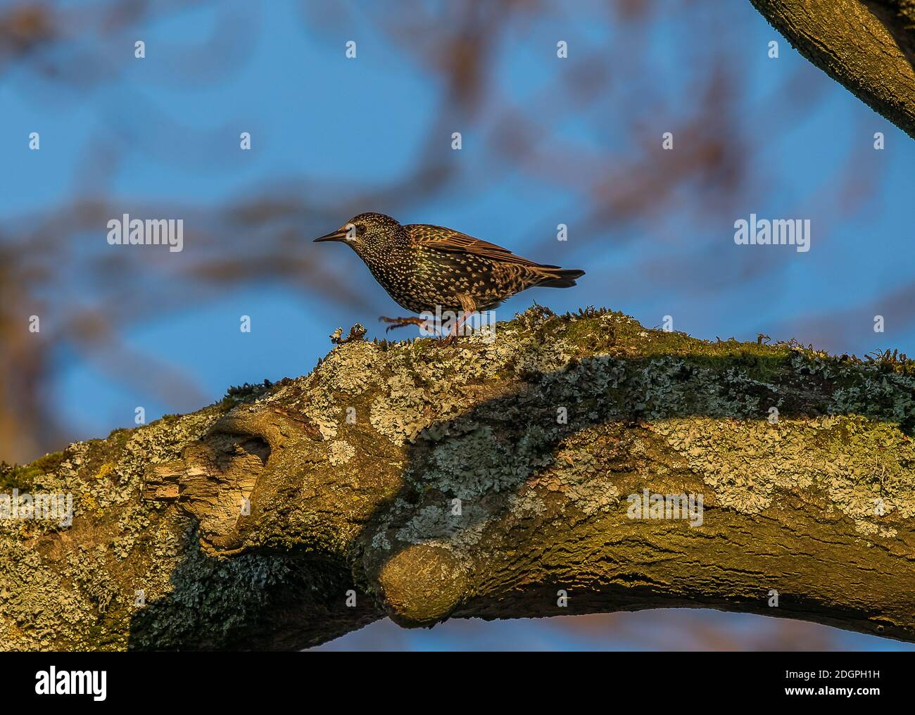 With captured starling hi-res stock photography and images - Alamy