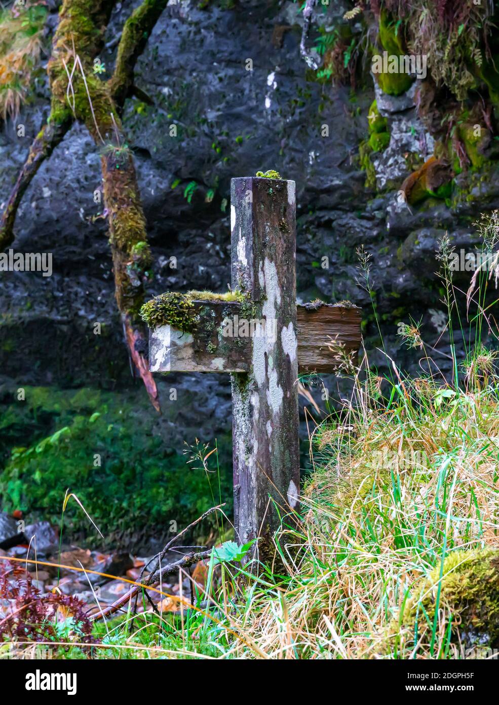 Old rotting and overgrown wood cross marking an unknown grave in a wild ...