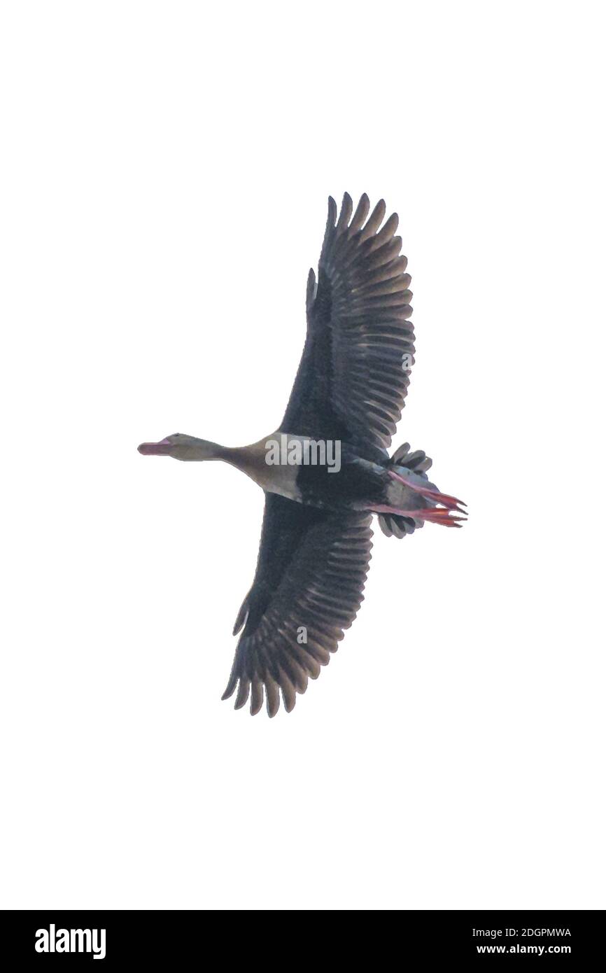 Low Angle Duck Flying Isolated Photo Stock Photo - Alamy