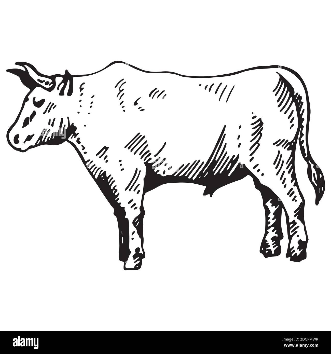 Bull, vector illustration. Hand drawing, sketch. Bull icon on a white ...