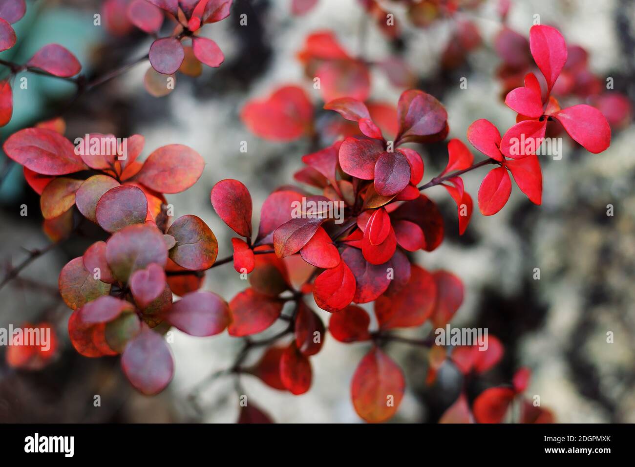 a branch of barberry with red leaves. a photo Stock Photo - Alamy
