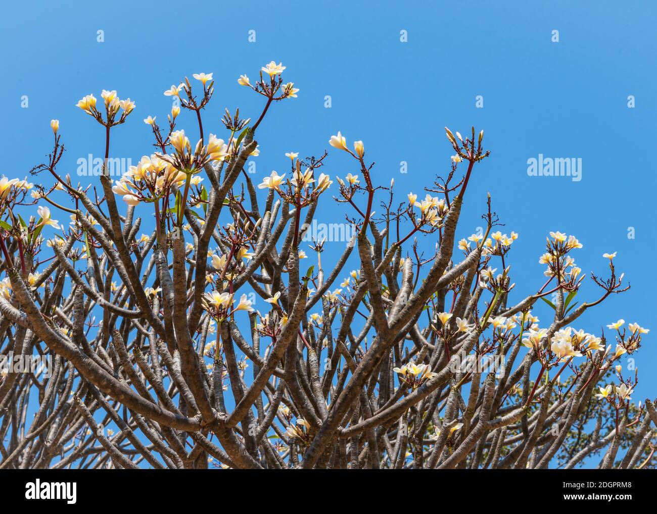 Yellow flowers on a tree in India Stock Photo - Alamy