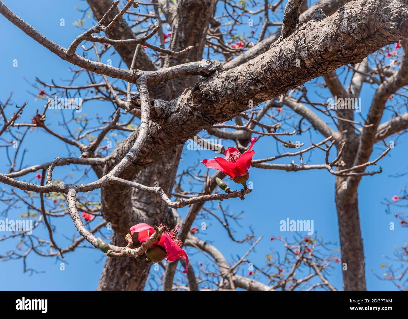 Red flowers on a tree in India Stock Photo - Alamy