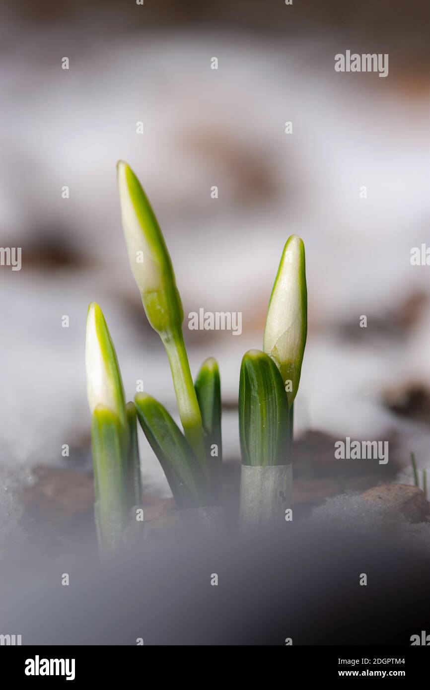 White bud blooming snowdrop hi-res stock photography and images - Alamy