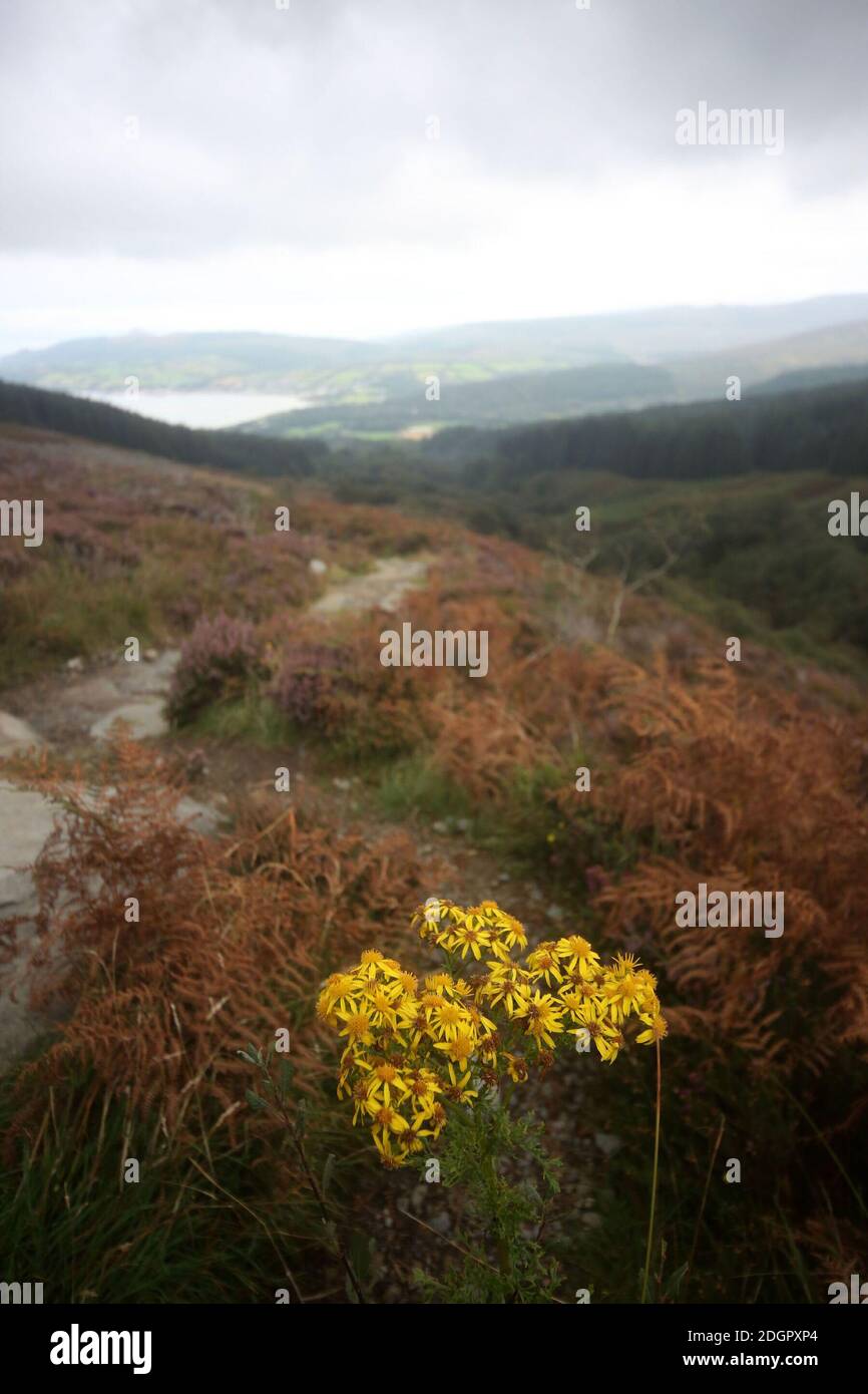 Isle of Arran, North Ayrshire, Scotland, Uk. The footpath to Goatfell ...