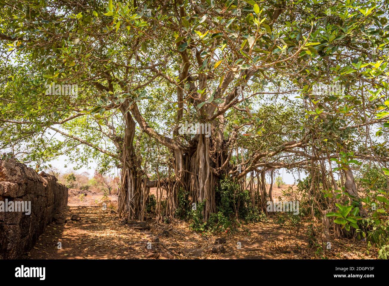 Large Banyan Tree taking roots from branches in Goa, India Stock Photo ...