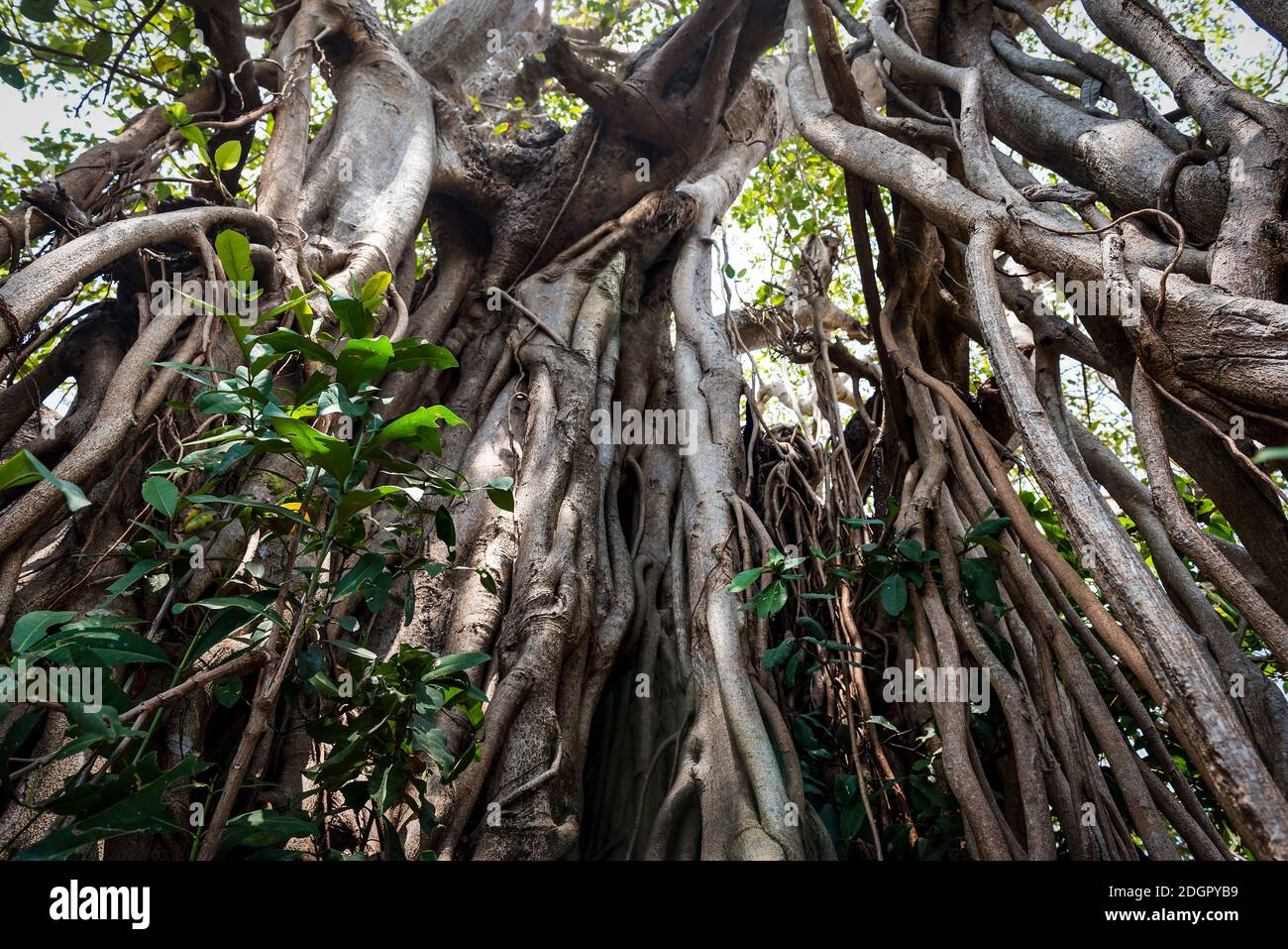 Bottom view of the Banyan tree roots growing from its branches Stock ...
