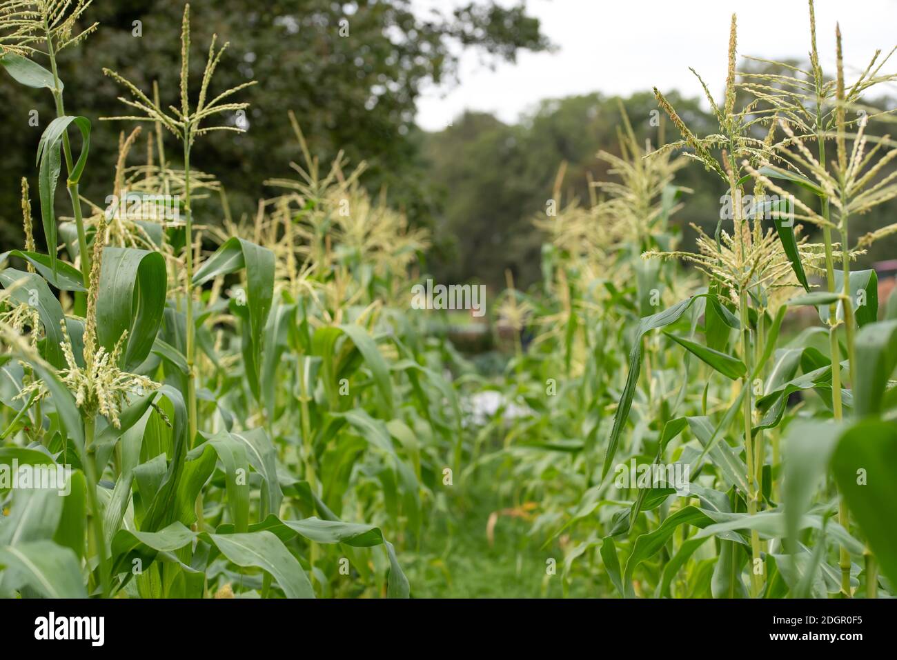 Maize leaf hi-res stock photography and images - Alamy