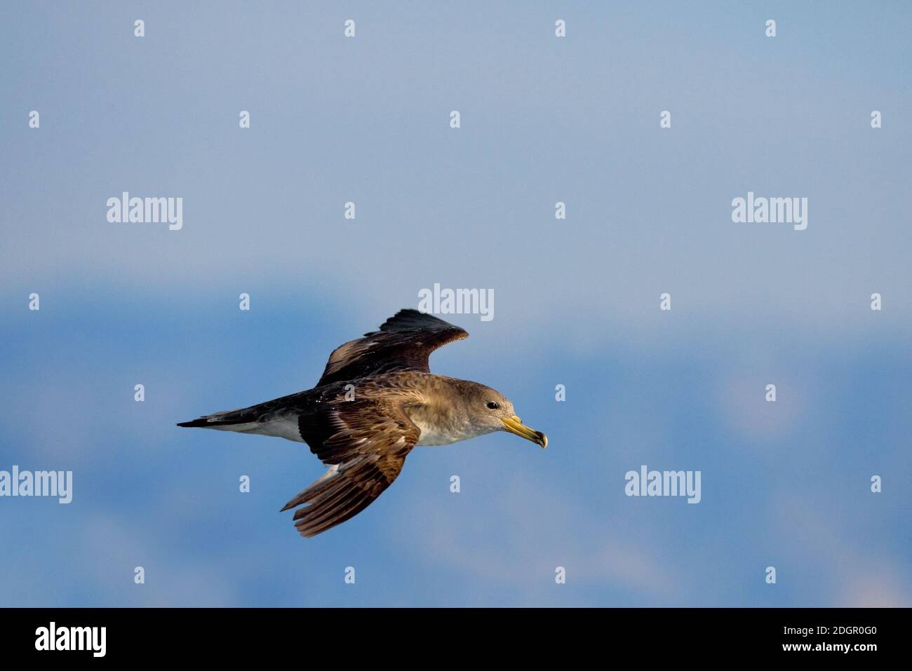 Berta maggiore; Scopoli's Shearwater; Calonectris diomedea Stock Photo ...