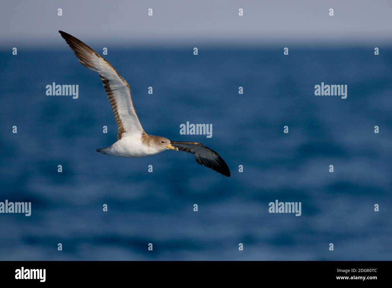 Berta maggiore; Scopoli's Shearwater; Calonectris diomedea Stock Photo ...
