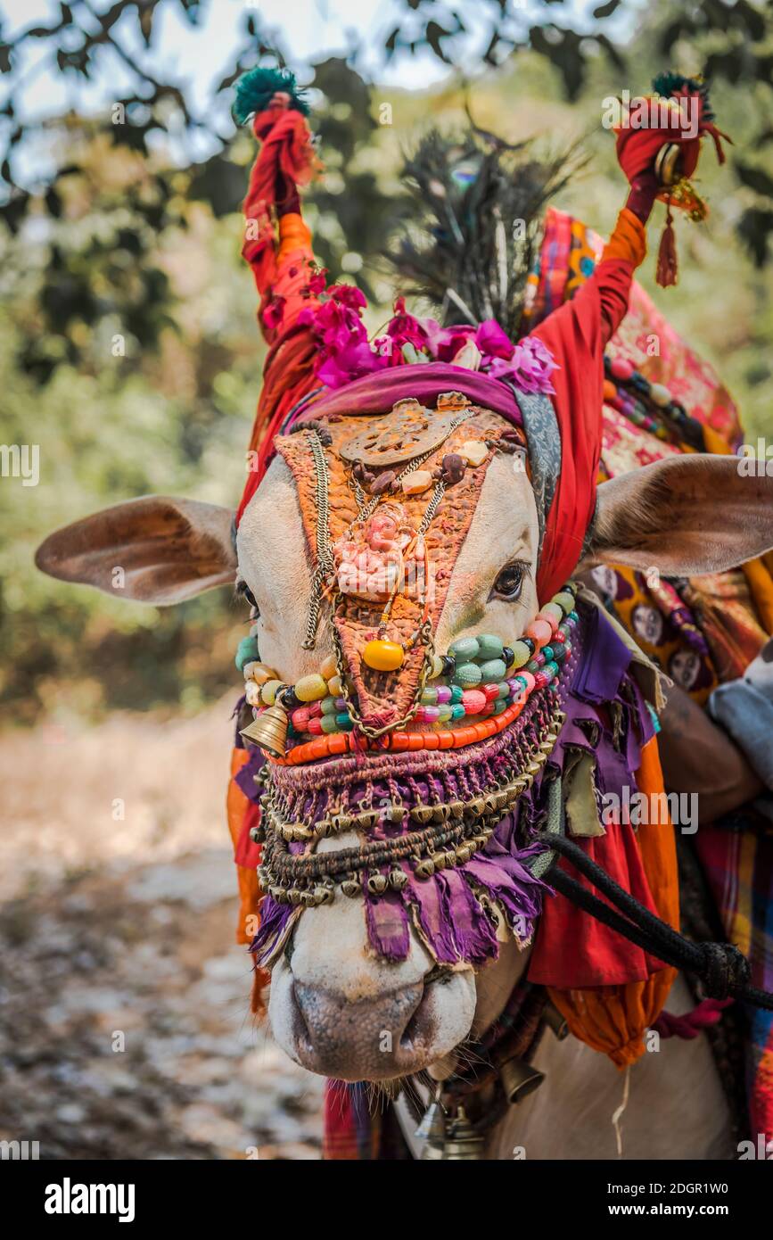 Indian Decorated Cow