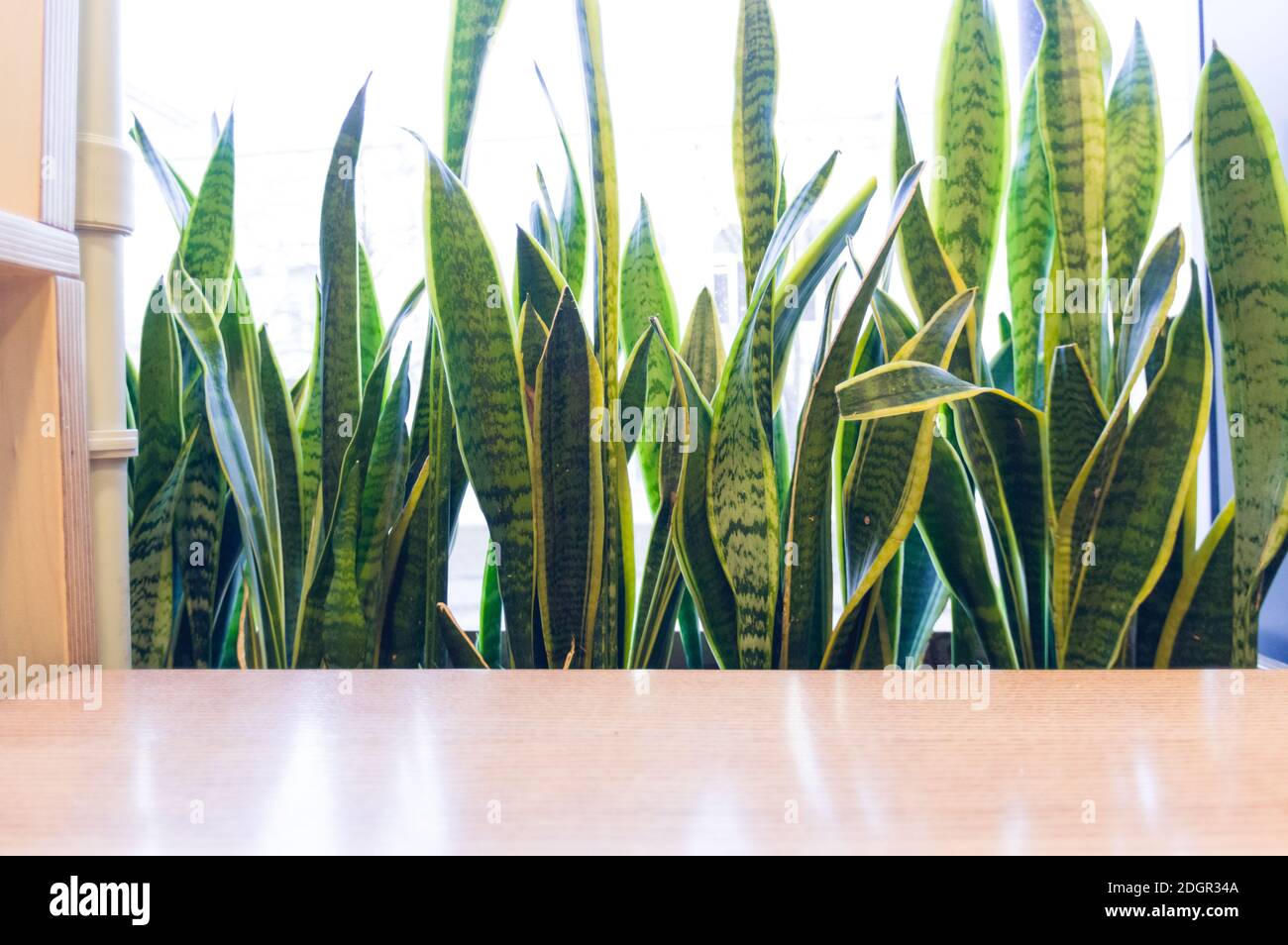 Pot by the window at the table. Texture and background of plants ...
