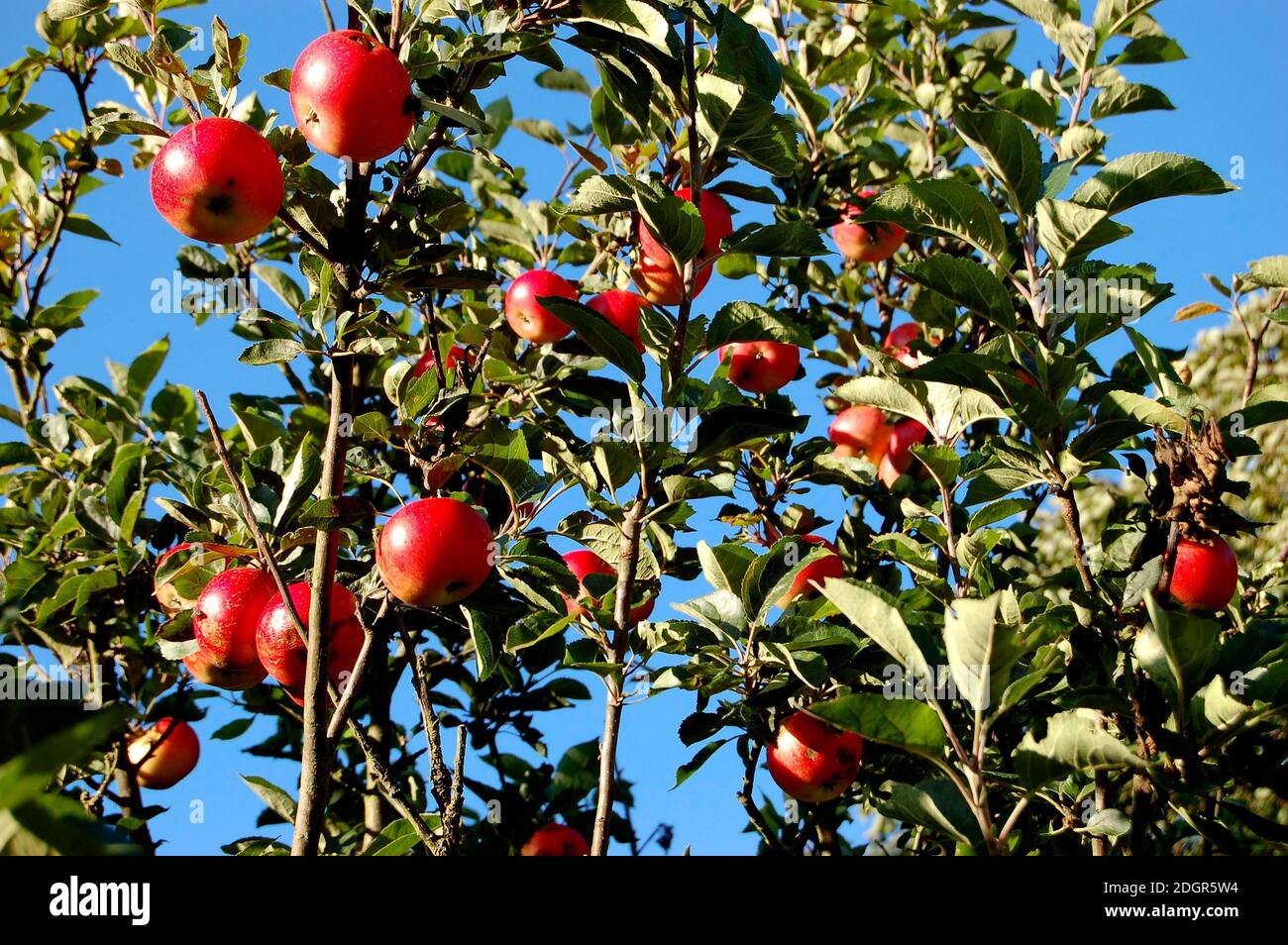 Apples on a tree hi-res stock photography and images - Alamy