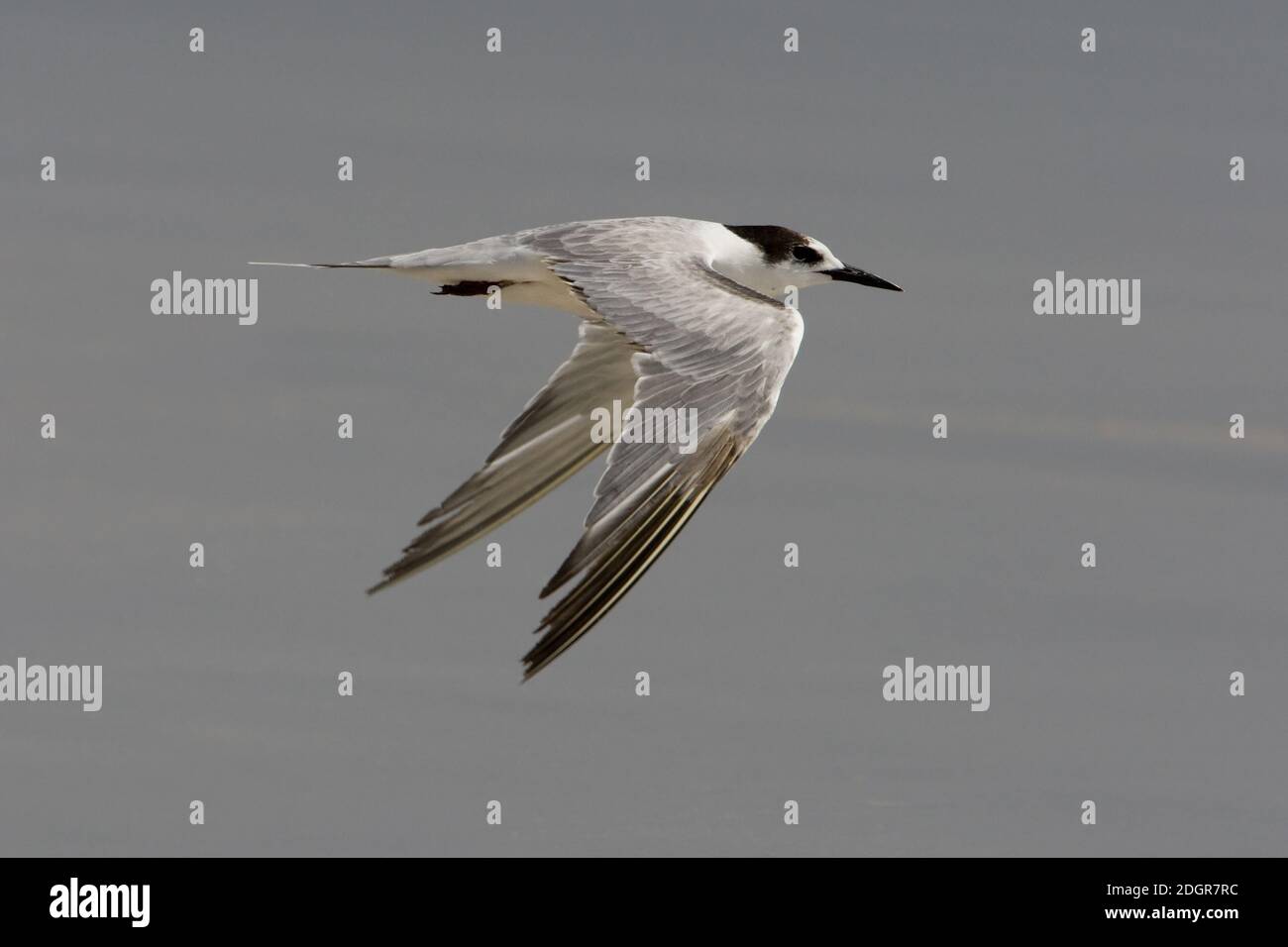Sterna repressa hi-res stock photography and images - Alamy