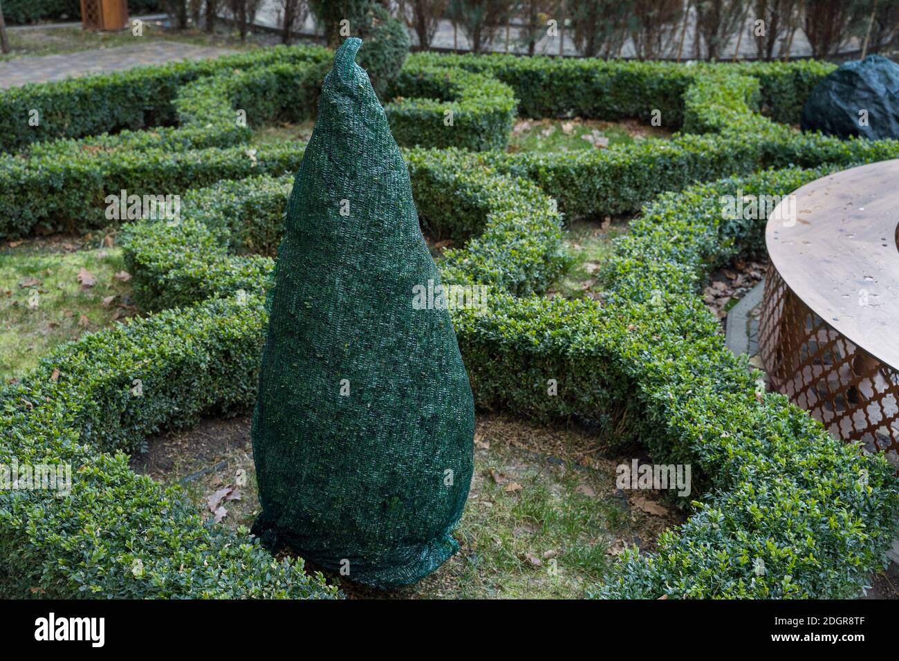 Shrubs protection from frost in winter in a beautiful boxwood garden ...