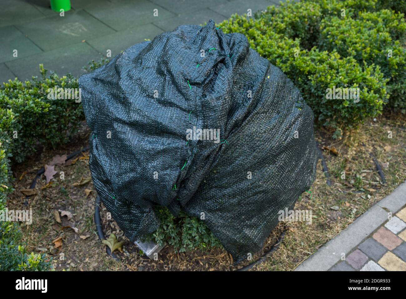 Shrubs protection from frost in winter in a beautiful boxwood garden ...