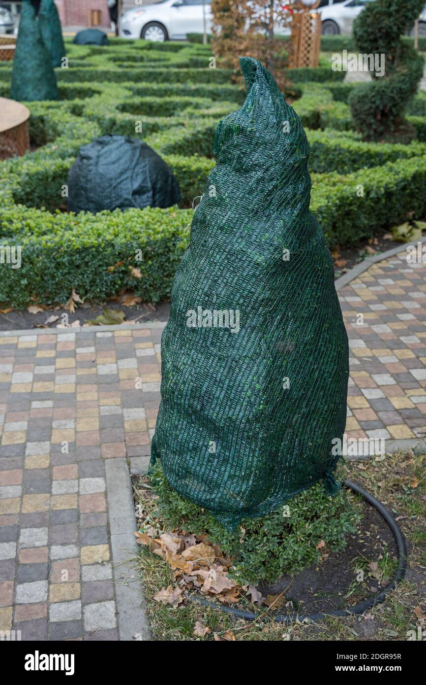 Shrubs protection from frost in winter in a beautiful boxwood garden ...