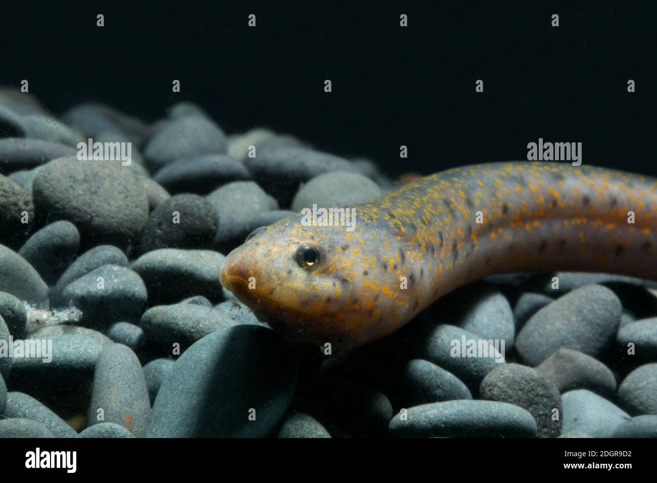 Asian Swamp Eel, Monopterus javanensis, swamp eel Stock Photo - Alamy