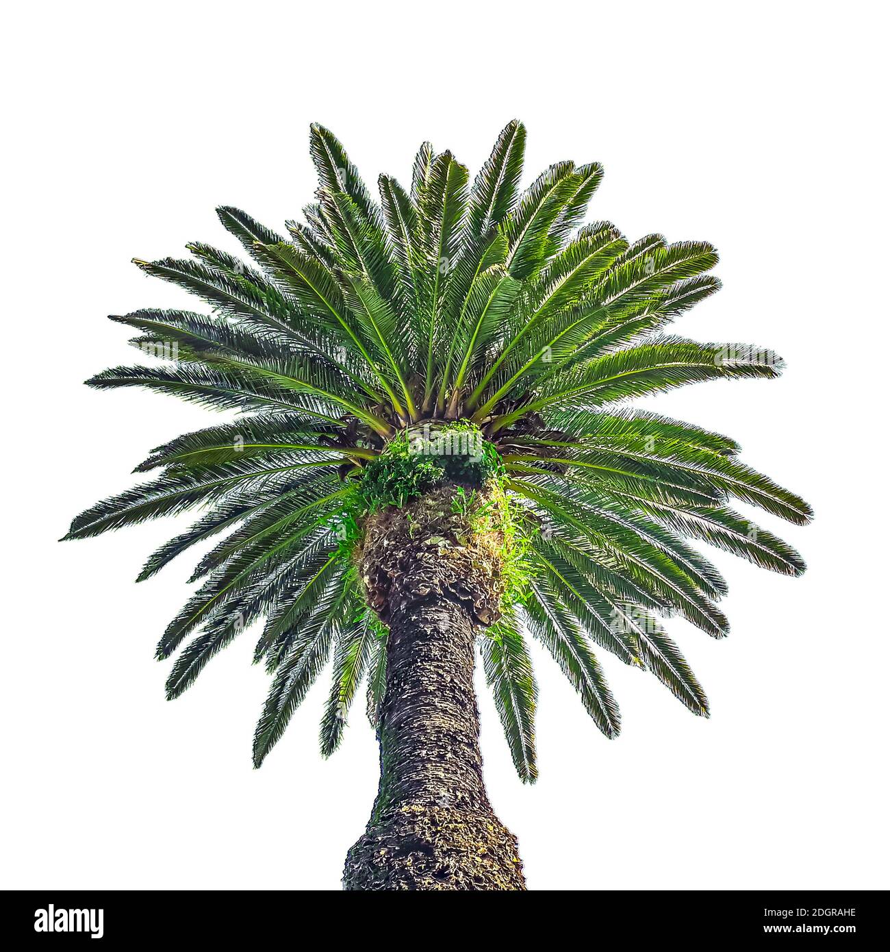 Low angle of tree hi-res stock photography and images - Alamy