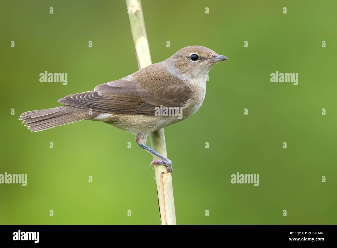 Tuinfluiter; Garden Warbler; Sylvia borin Stock Photo - Alamy