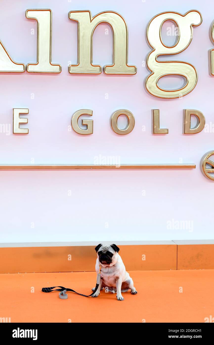 Jb the pug hi-res stock photography and images - Alamy