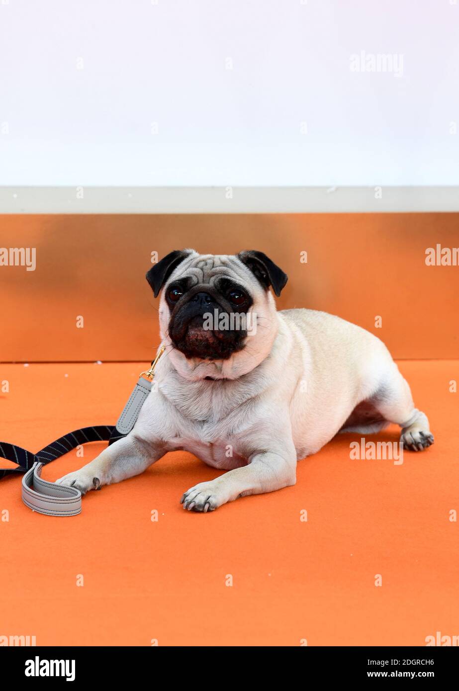 JB the pug attending the Kingsman: The Golden Circle World Premiere ...