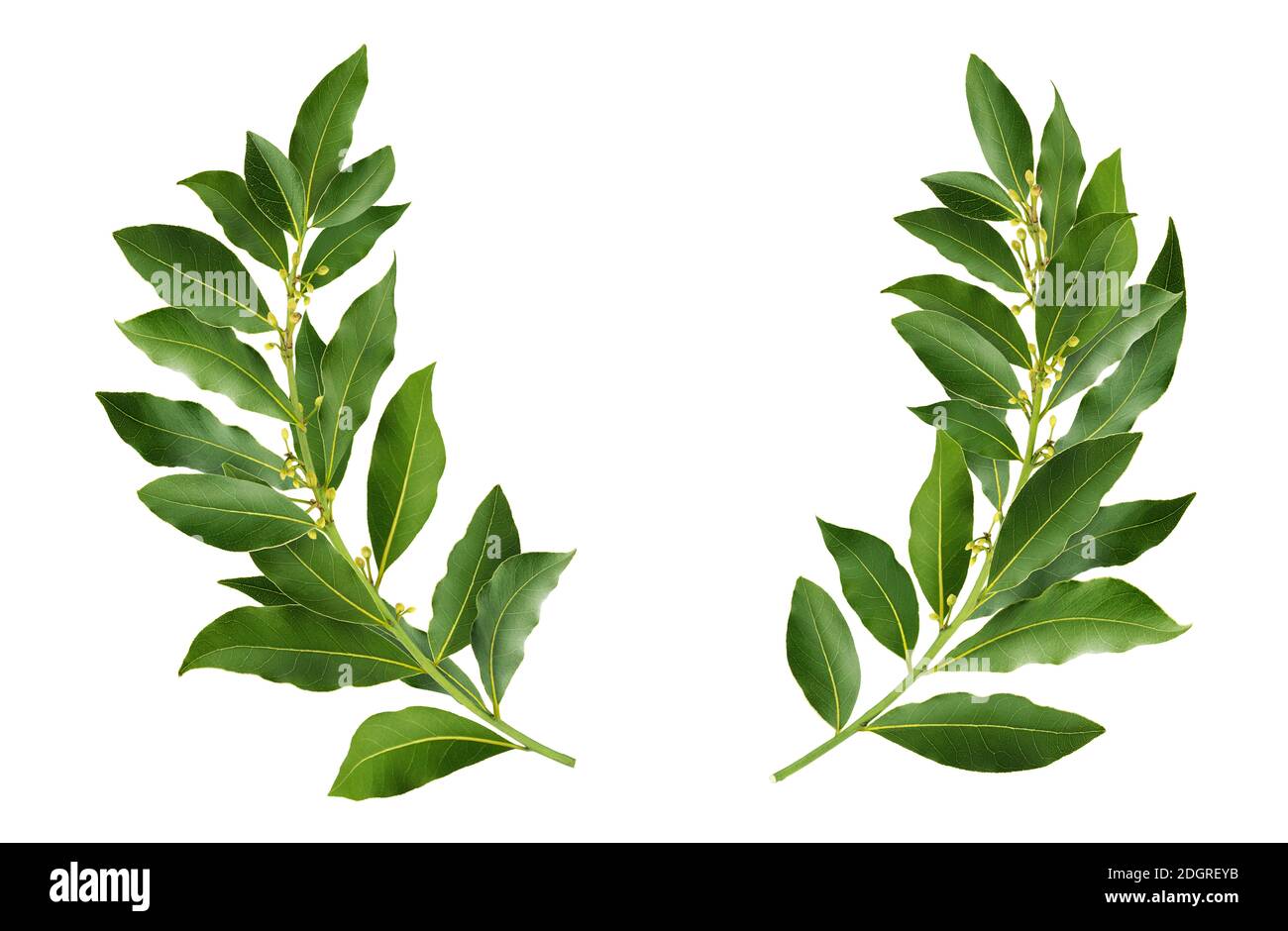 Laurel icon hi-res stock photography and images - Alamy