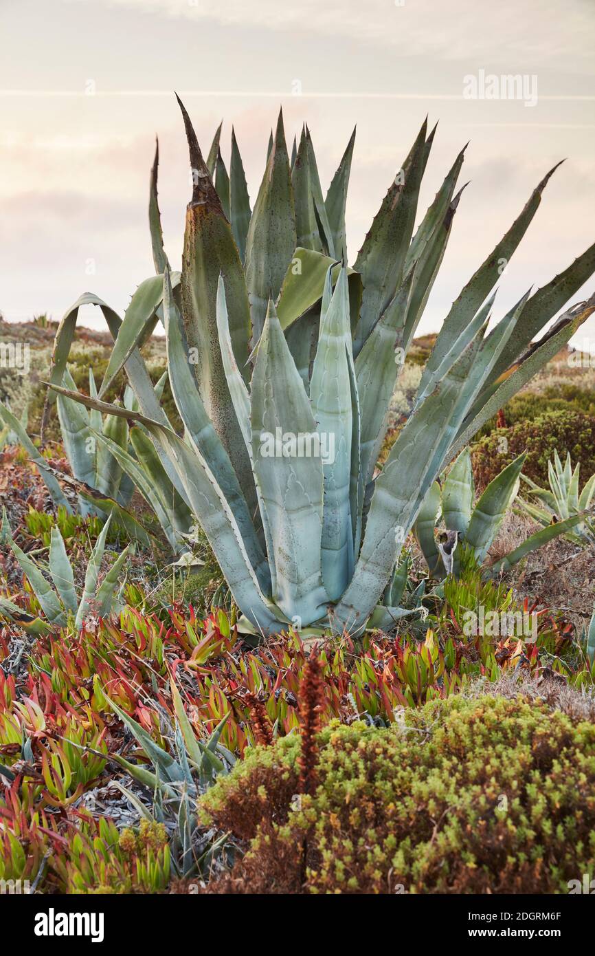 Coastal Aloe Palm in the Costa Vicentina natural park, Aljezur, Western ...
