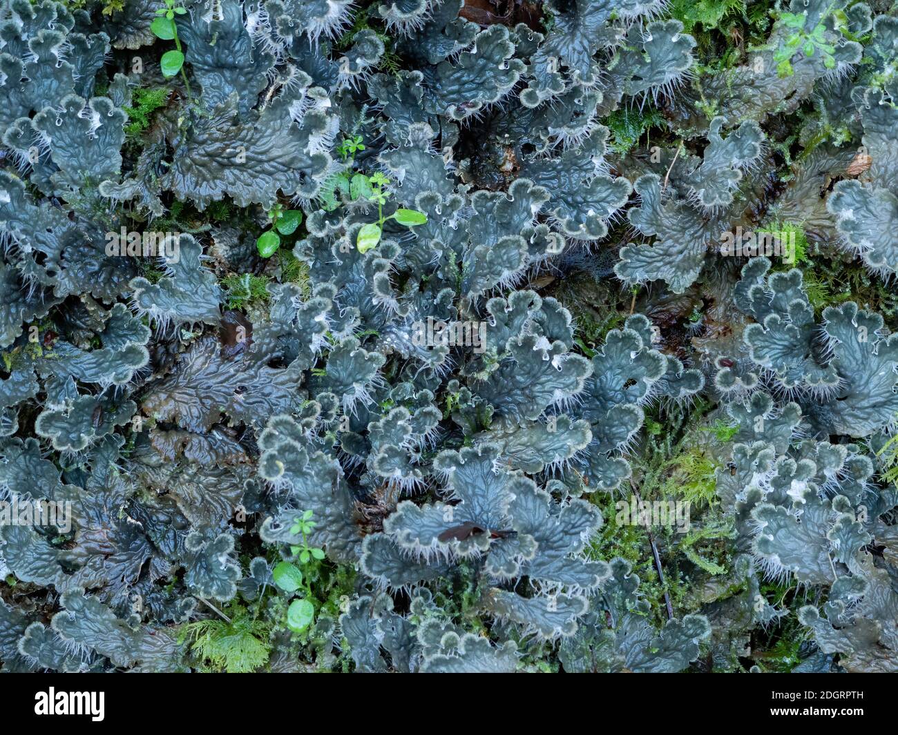 Lichen Peltigera Membranacea aka Membranous Dog Lichen closeup. Devon ...