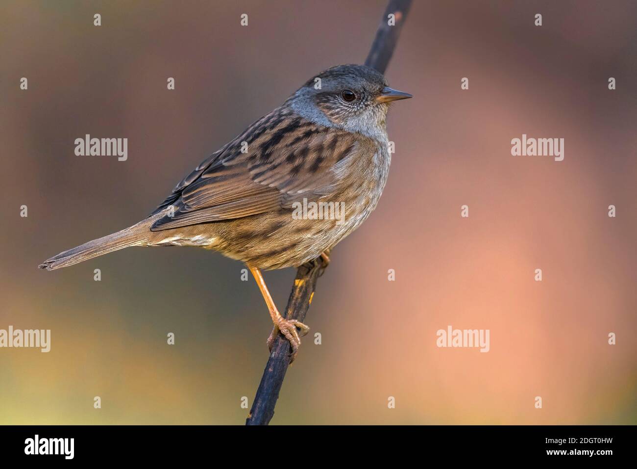 Heggemus, Dunnock, Prunella modularis Stock Photo - Alamy