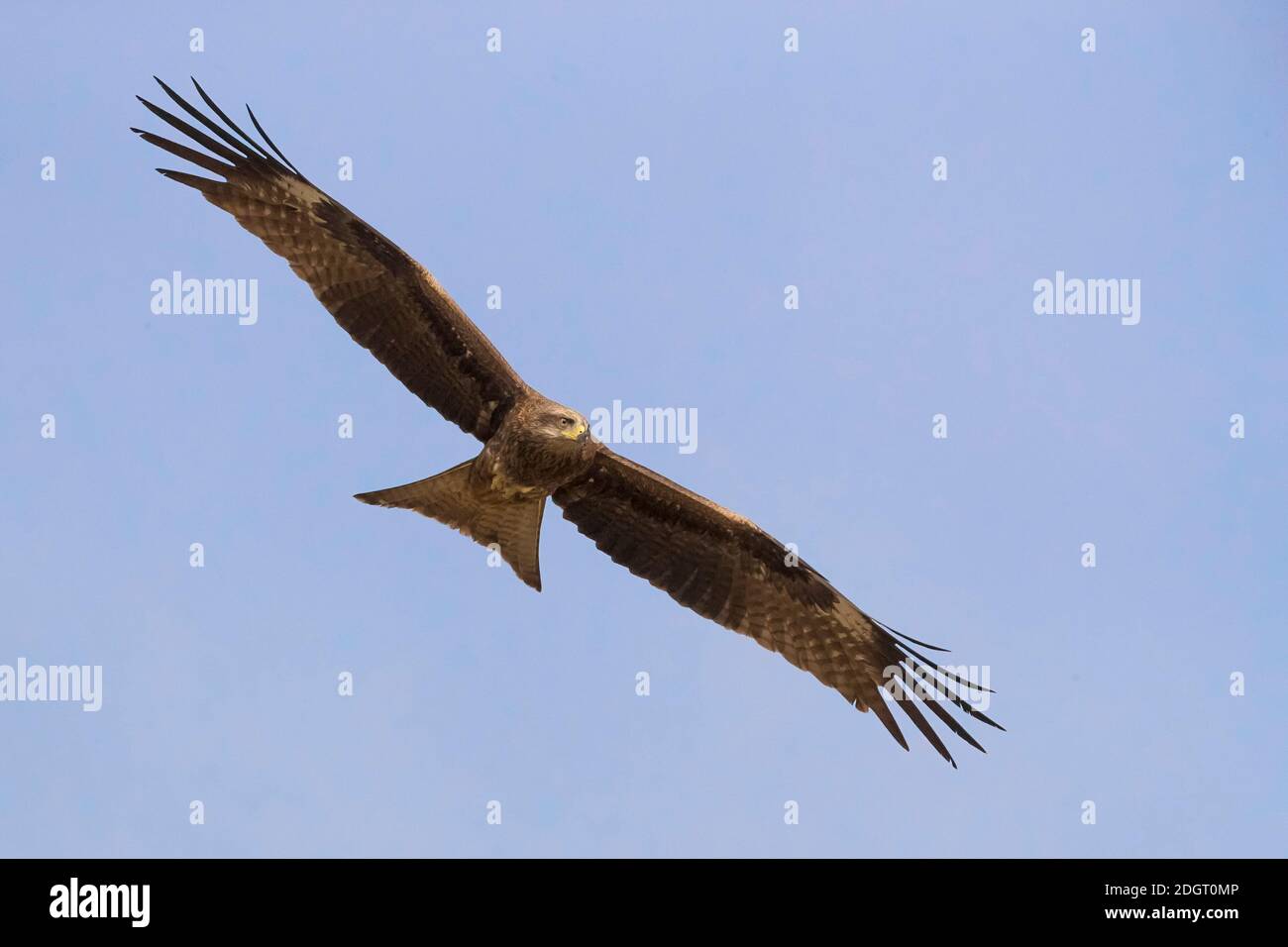 Black-eared Kite; Milvus lineatus Stock Photo - Alamy