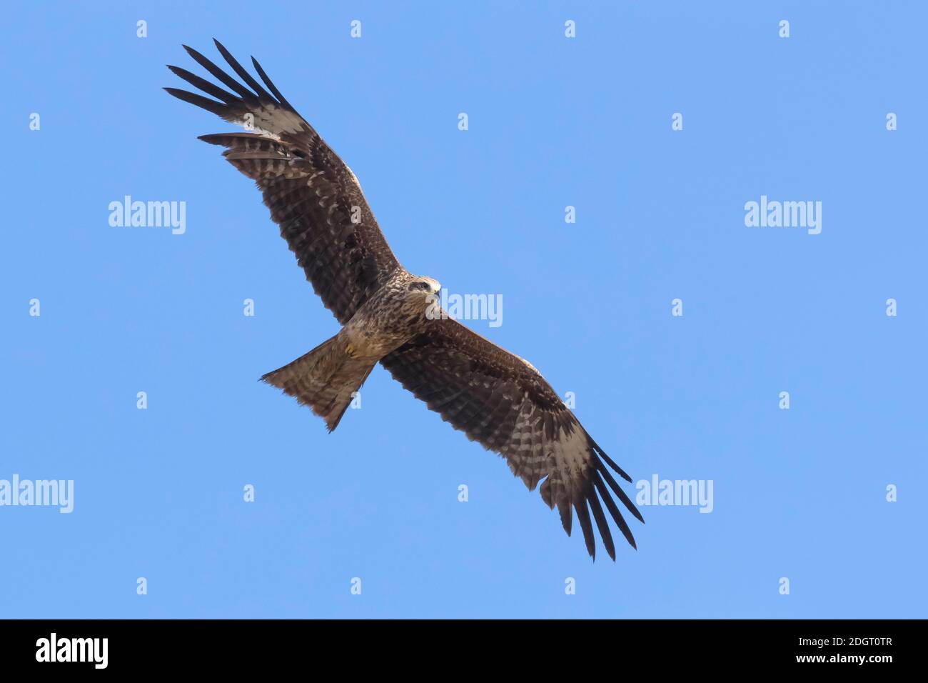 Black-eared Kite; Milvus lineatus Stock Photo - Alamy