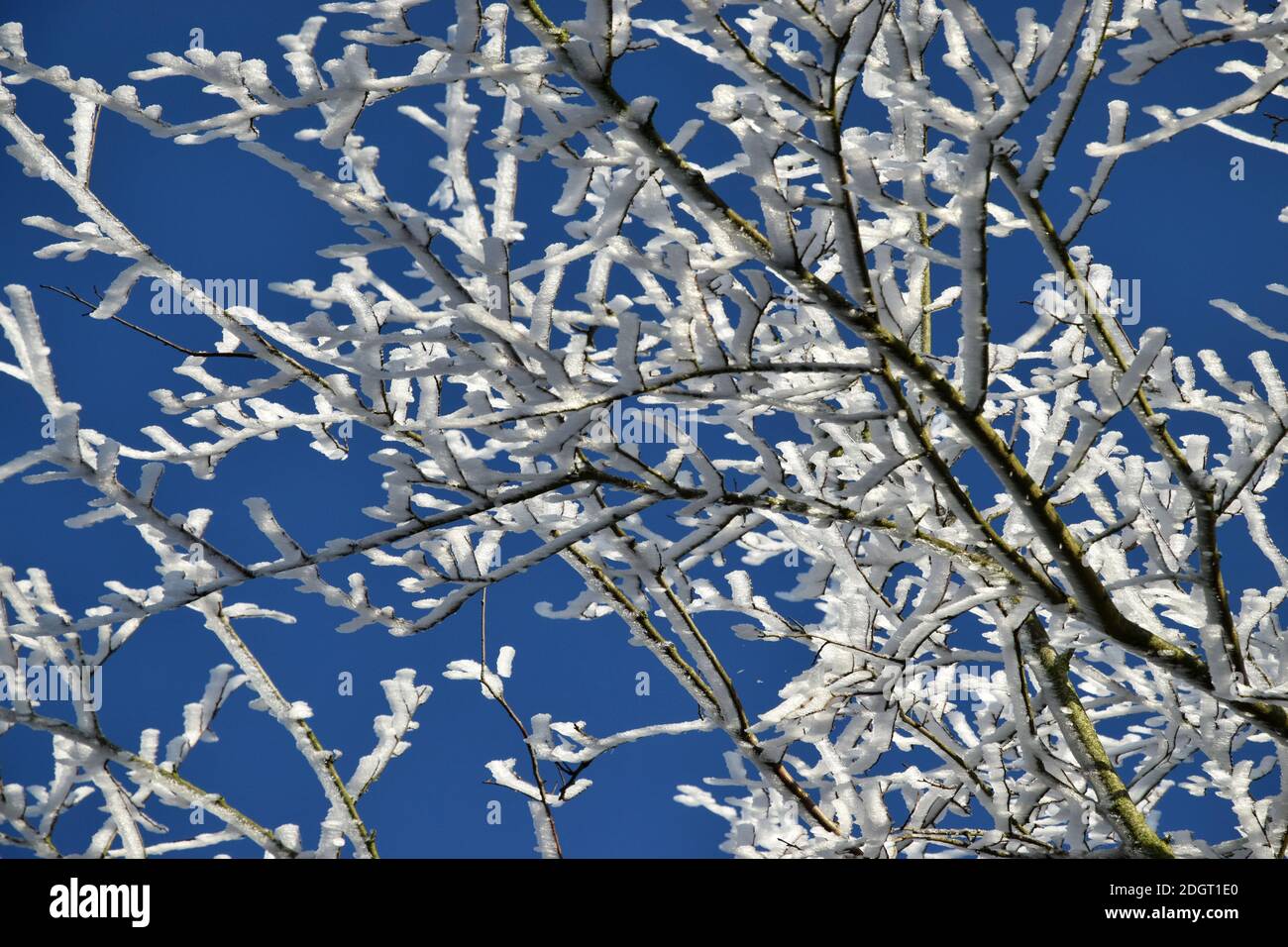 Frost on the branches hi-res stock photography and images - Alamy