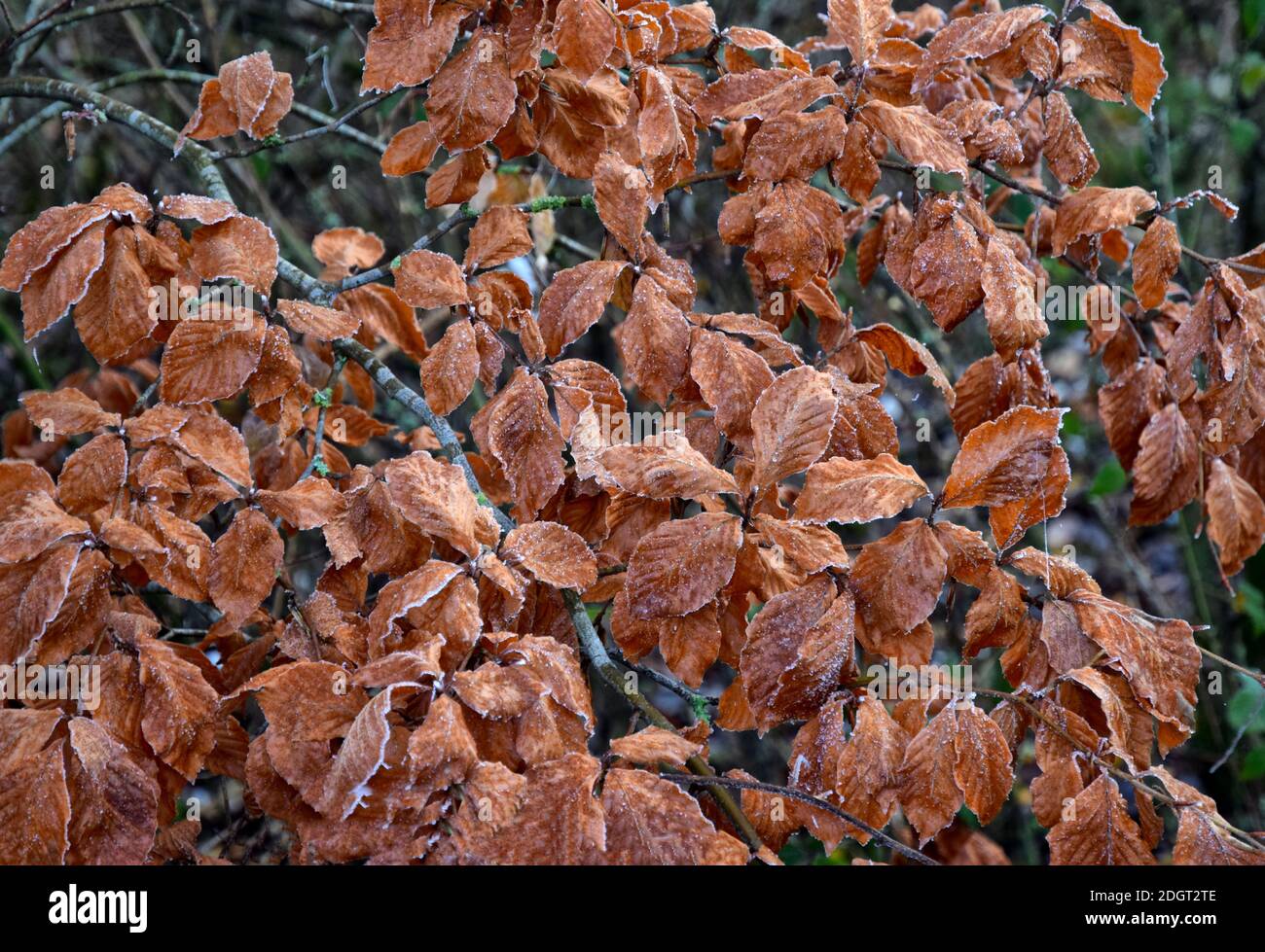 frosty copper beech leaves Stock Photo - Alamy