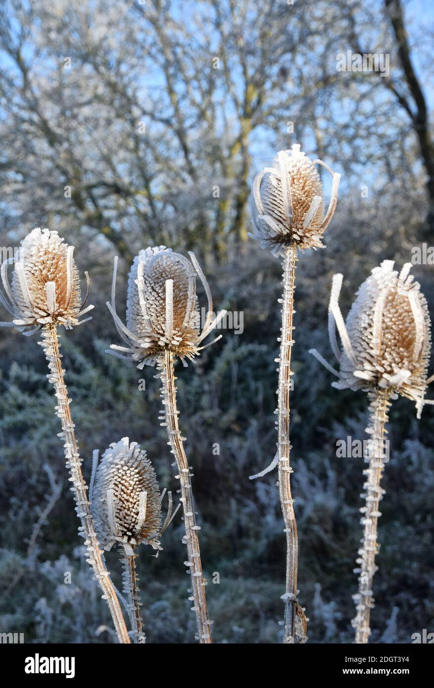 Teasel in winter hi-res stock photography and images - Alamy