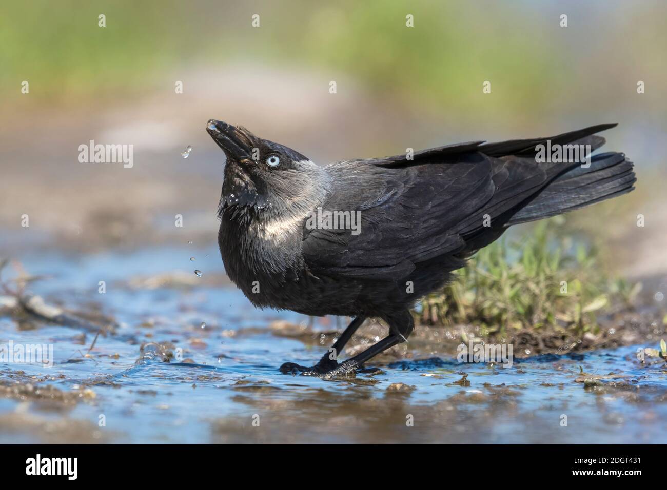Kauw; Eurasian Jackdow; Corvus monedula Stock Photo - Alamy