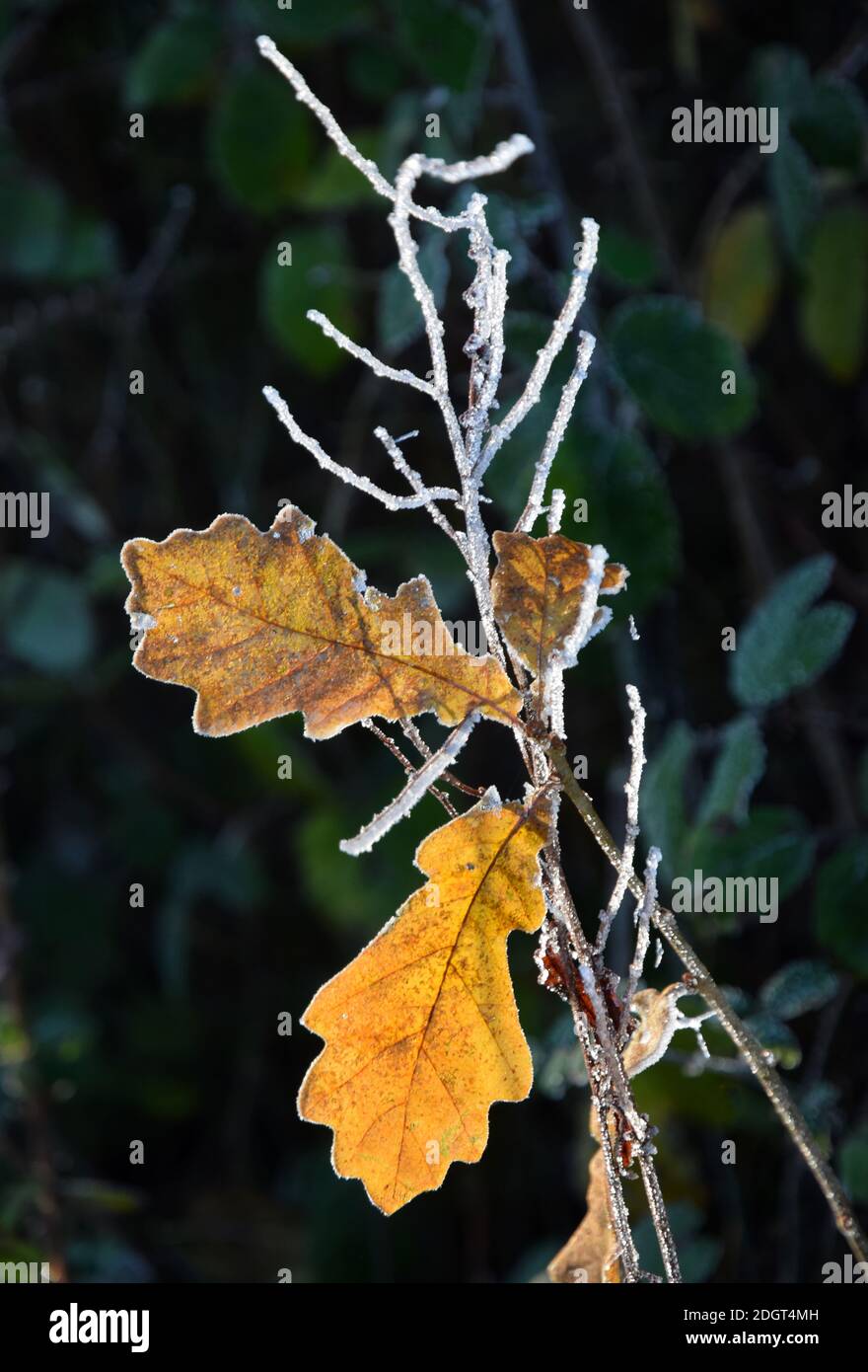 frozen oak leaves Stock Photo - Alamy
