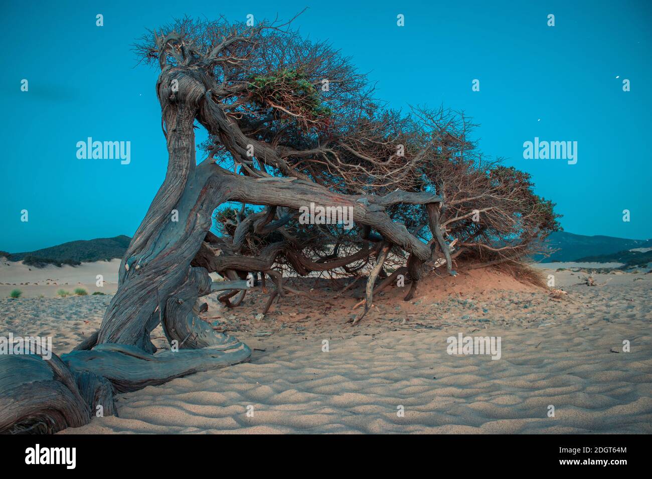 Juniper in the desert Stock Photo - Alamy