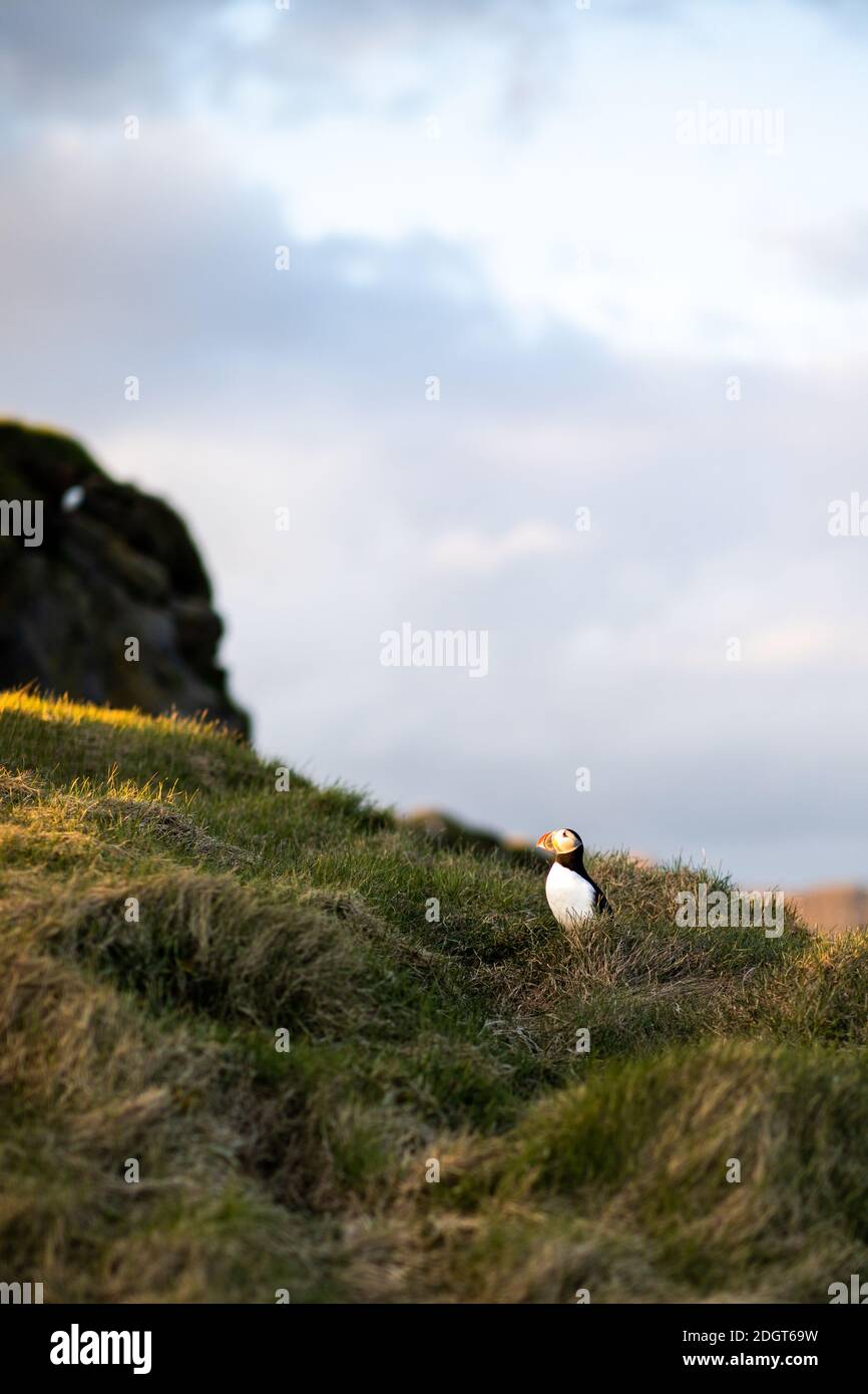 Puffin standing on a hill hi-res stock photography and images - Alamy