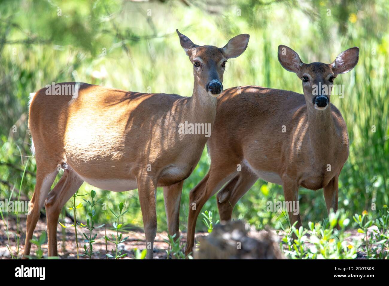 South Carolina Deer Hunting