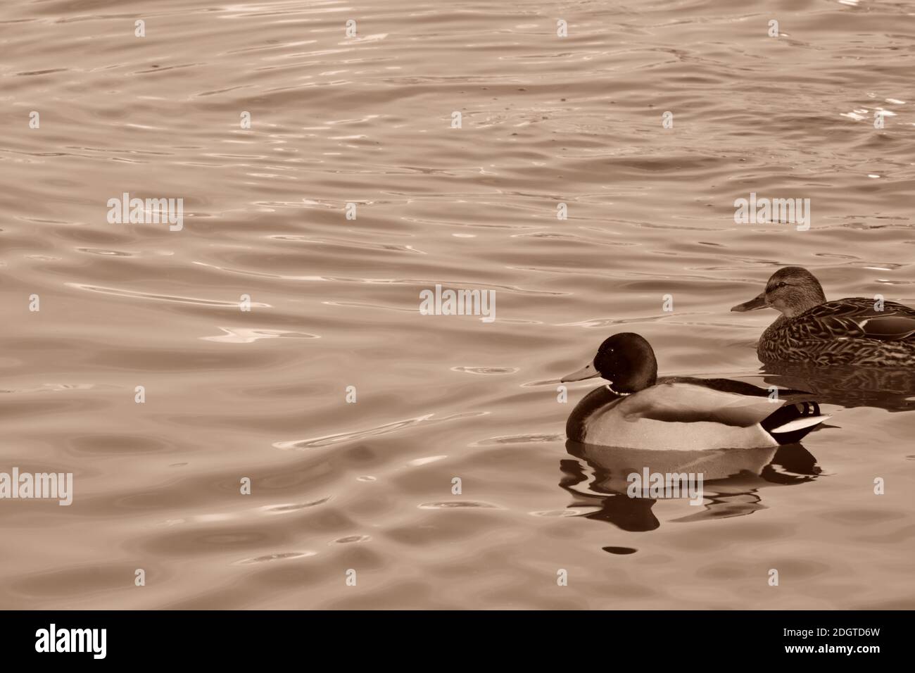 Ducks Photographed Mono-color Stock Photo - Alamy