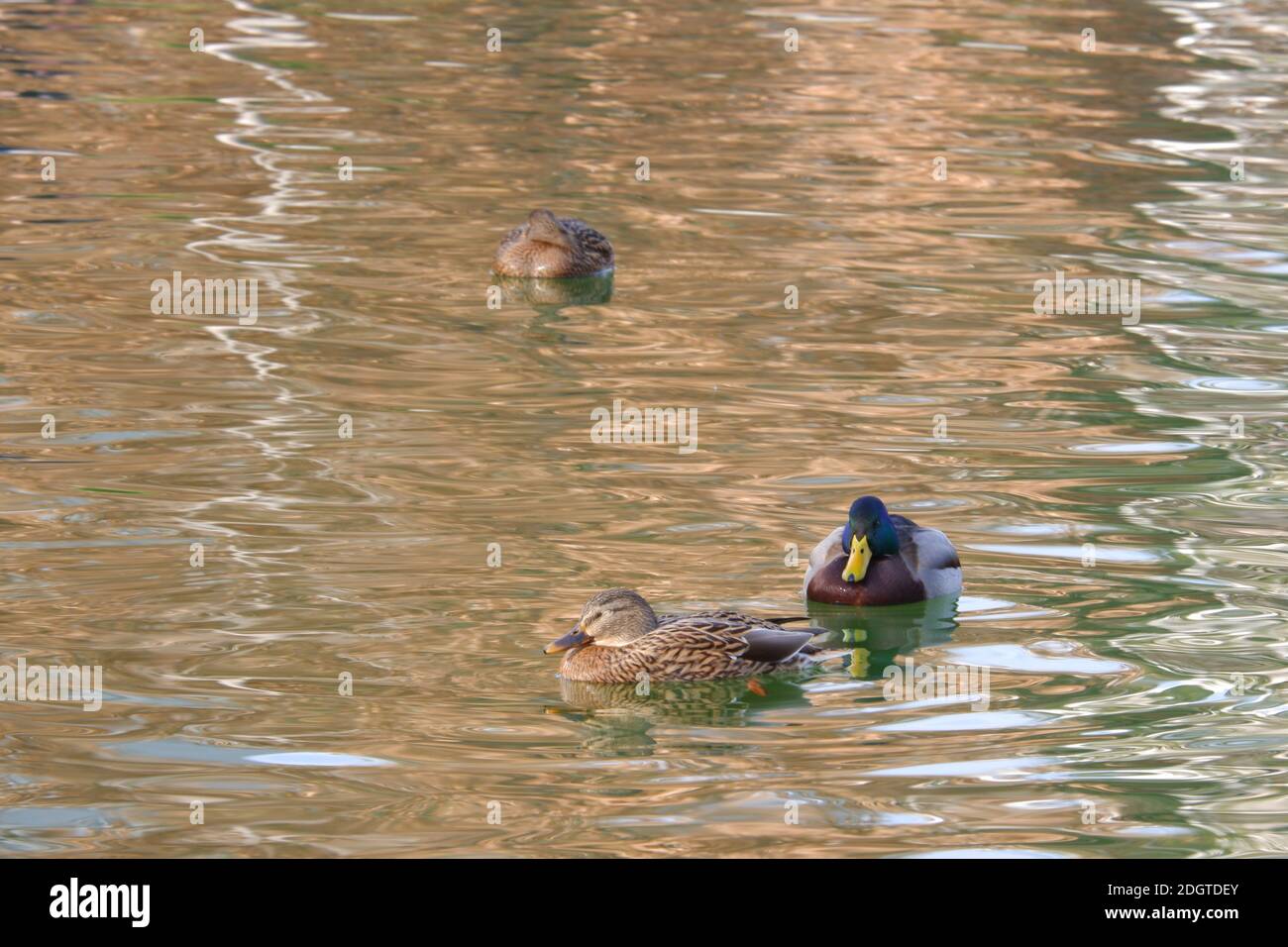 Swimming with ducks hi-res stock photography and images - Alamy