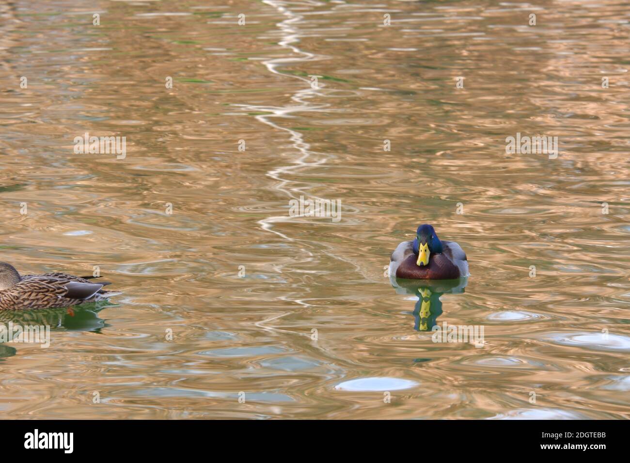 Two mallard ducks in tree hi-res stock photography and images - Alamy
